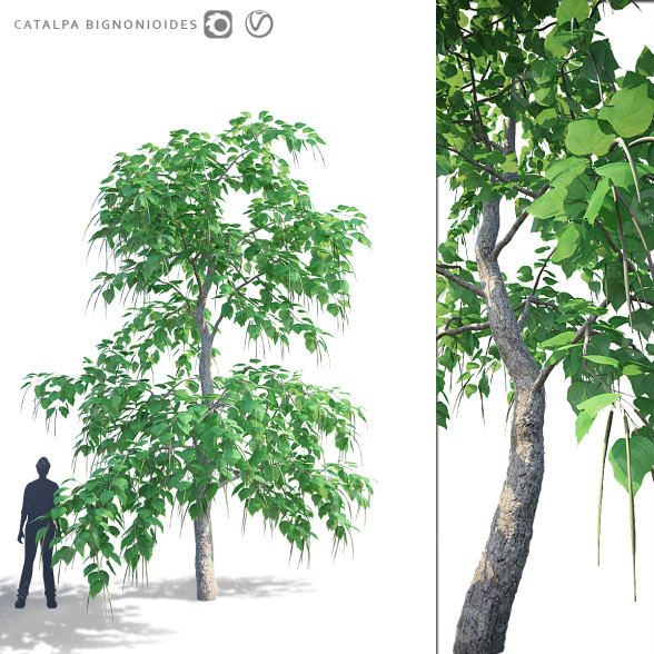 Tree Catalpa Bignonioides 3D model #10853 | GreatCatalog