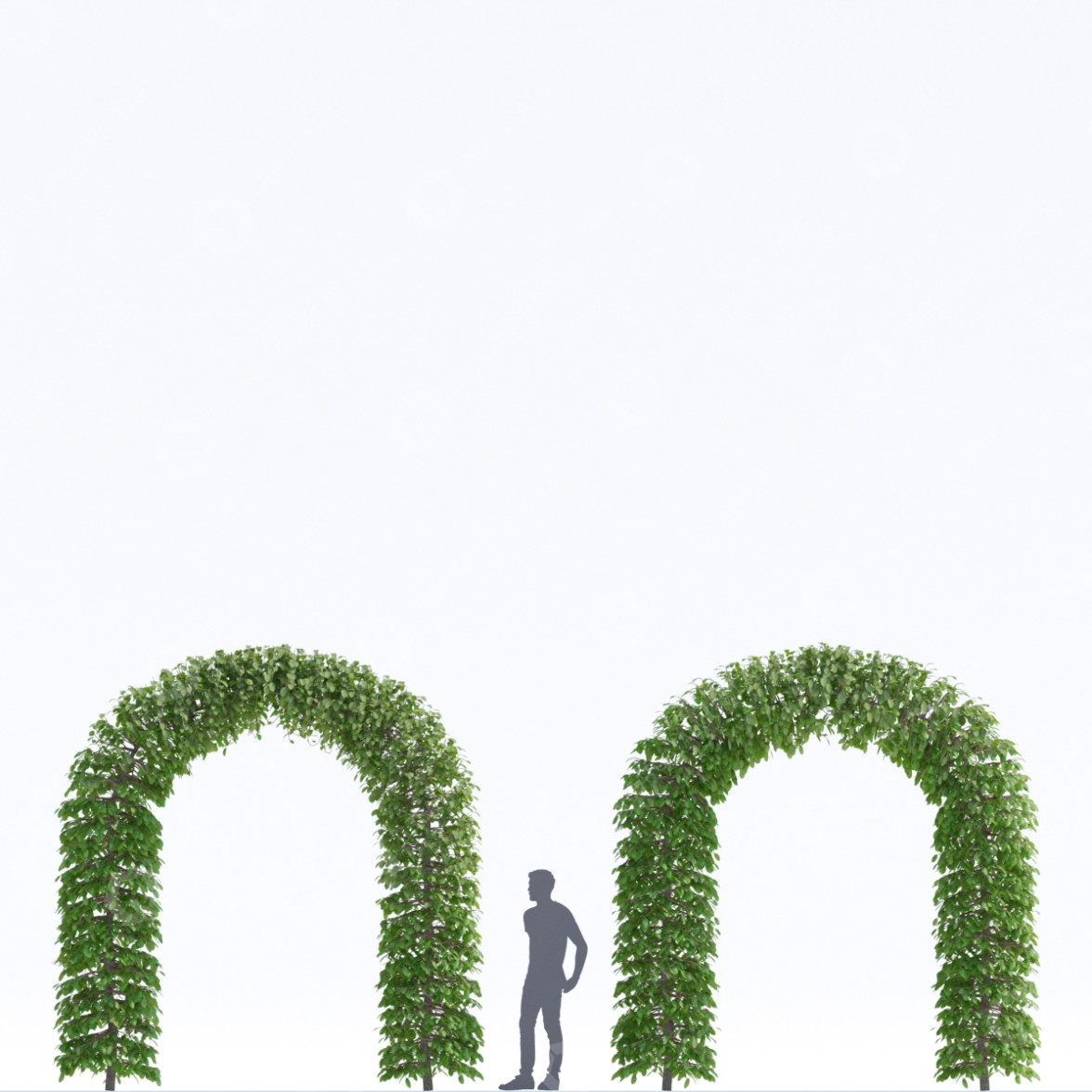 Hedge Fagus Sylvatica Arc 3D model - GreatCatalog 10880