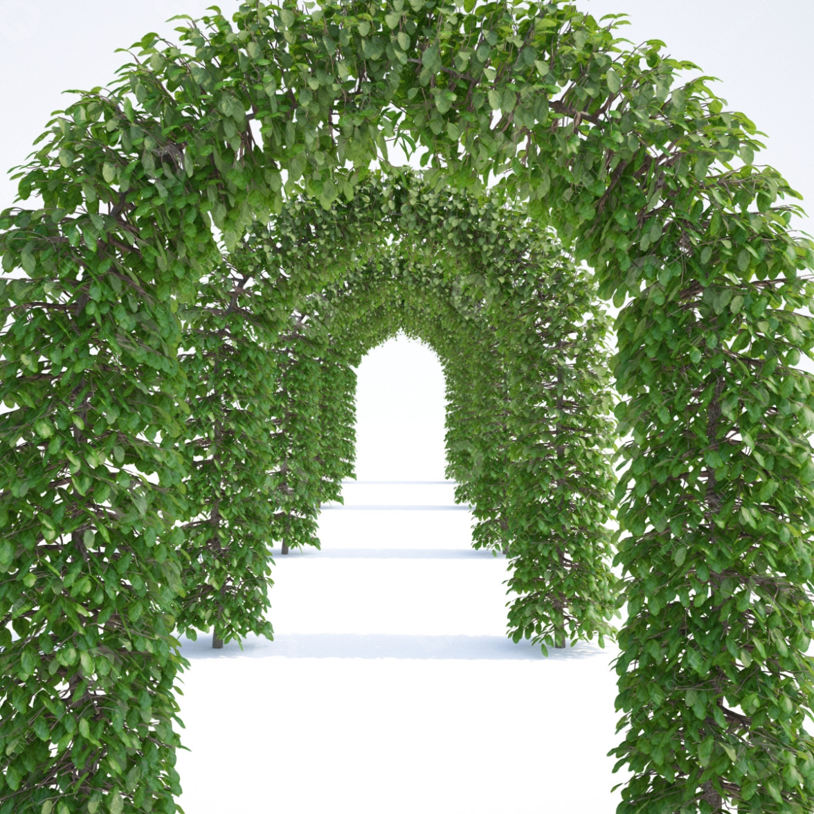 Hedge Fagus Sylvatica Arc 3D model - GreatCatalog 10880