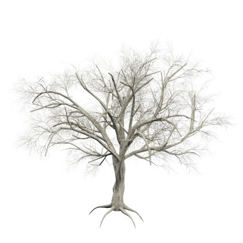 Bare tree 3D models - GreatCatalog