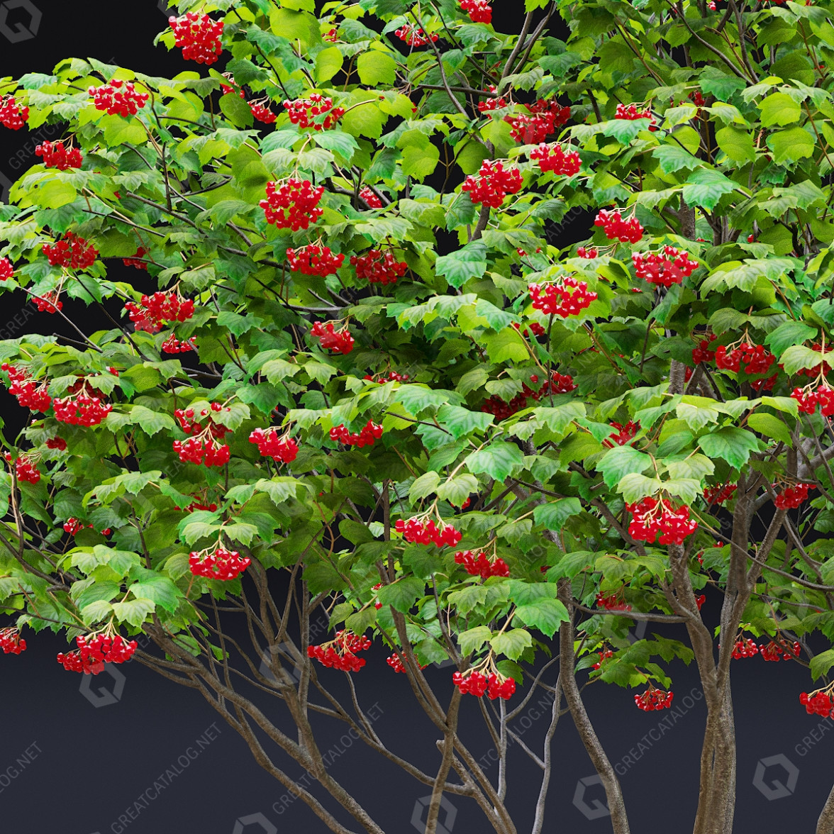 Bushes Viburnum Multistem 3D model - GreatCatalog 15491