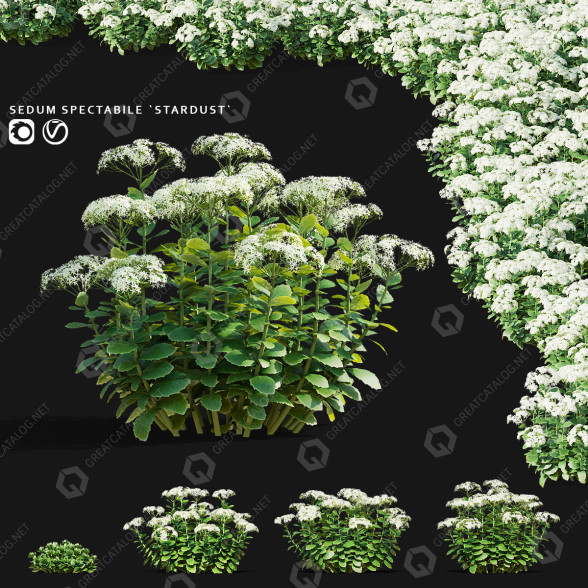 Flowers Sedum Spectabile Stardust 3D model - GreatCatalog 15539