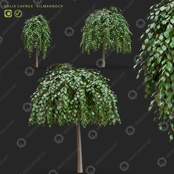 Trees Salix Caprea Kilmarnock 3D model - GreatCatalog 15577