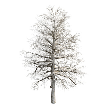Leafless tree 3D models - GreatCatalog
