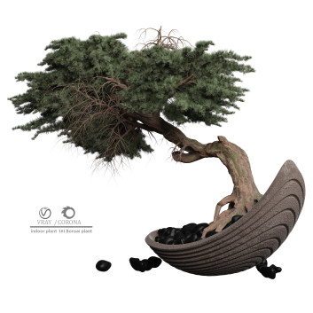 Bonsai Trees・3D models for Interior Design and Architecture