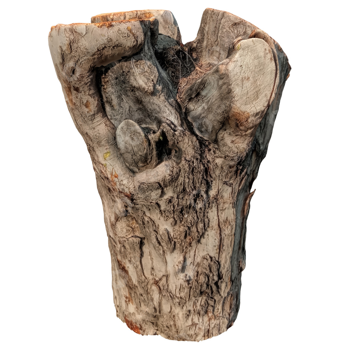 Tree Trunk 69 3D model・Download 3D models・Great Catalog - GreatCatalog ...