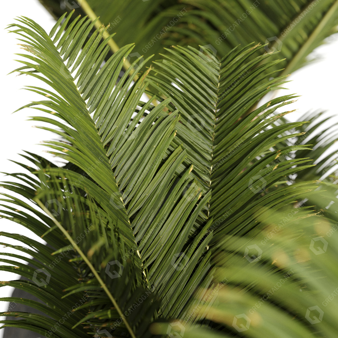 Plants Restoration Hardware Cantera Planters With Sago Palm 3D model ...