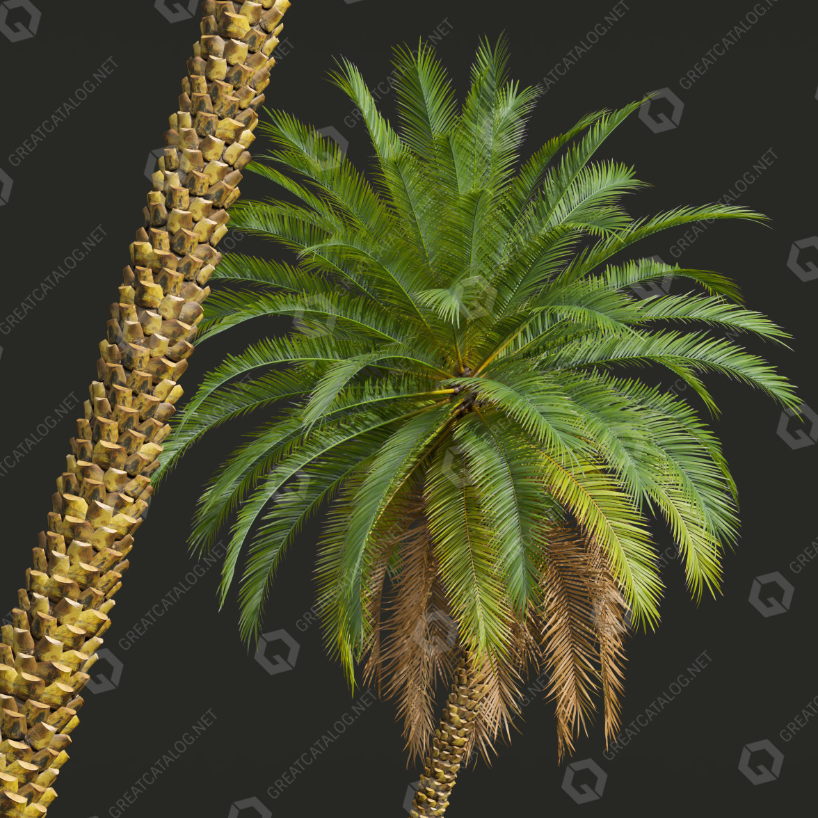 Palm Trees Phoenix Sylvestris 3D model - GreatCatalog 26921