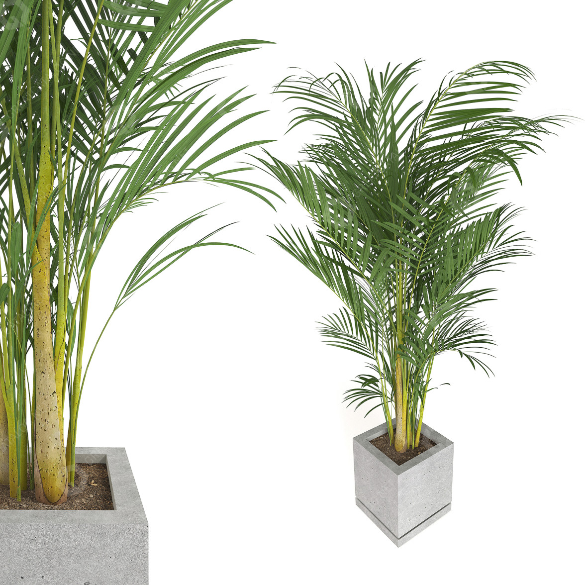 Flowerpot kut&kolo dsgn Plant in Concrete Pot 3D model - GreatCatalog 27252