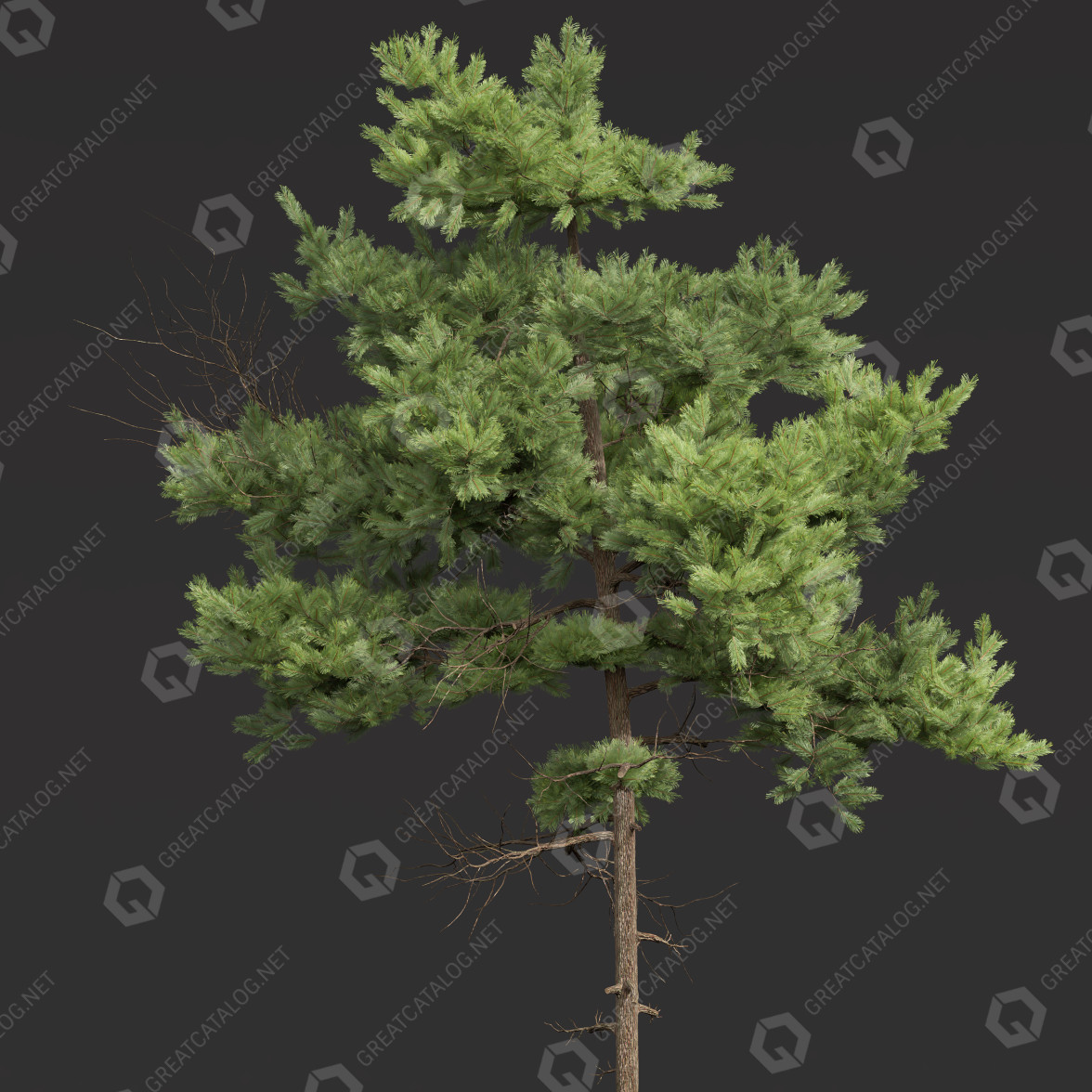 Trees Pinus Echinata and Populus Tremuloides 3D model - GreatCatalog 29587