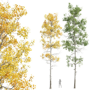 3D models: Trees for Street. Download 3D Models for Design