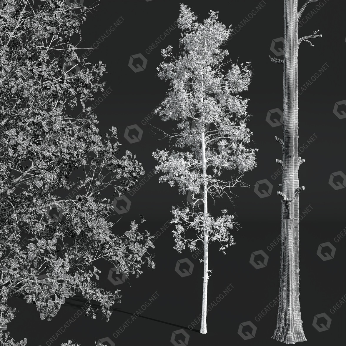 Trees Populus Tremuloides 3D model - GreatCatalog 29590