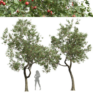 Apple tree 3D models - GreatCatalog