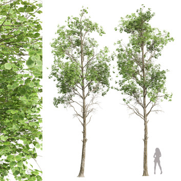 3D models: Trees for Street. Download 3D Models for Design