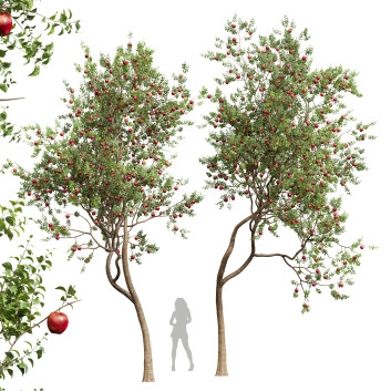 Apple tree 3D models - GreatCatalog