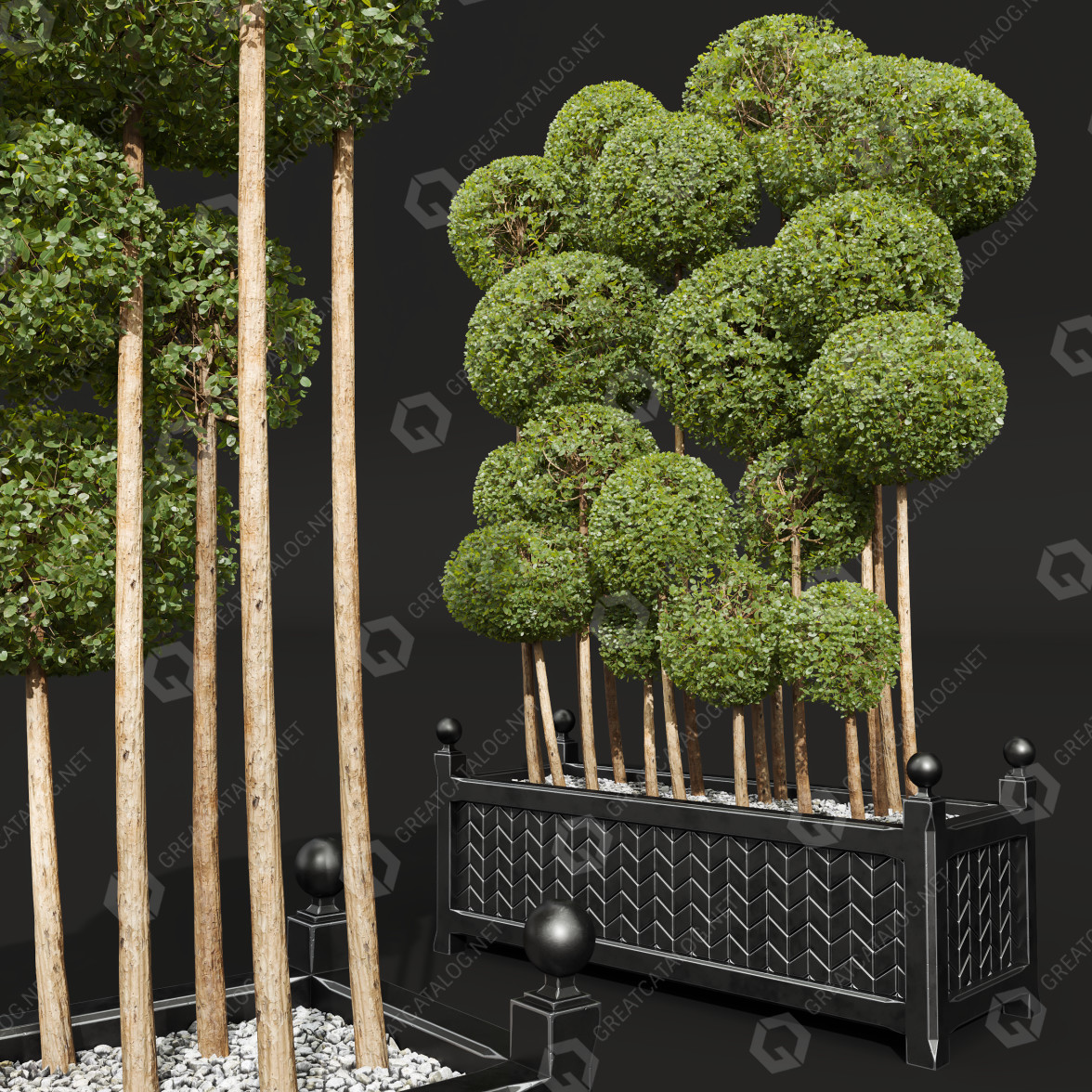Trees New Plant Ficus Concinna Bonsai Pruned 10 3D model - GreatCatalog ...