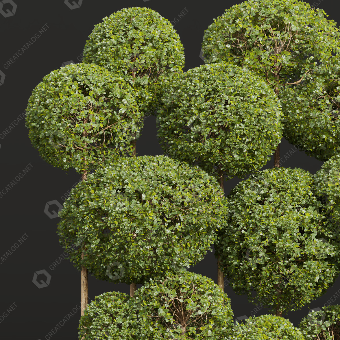 Trees New Plant Ficus Concinna Bonsai Pruned 10 3D model - GreatCatalog ...