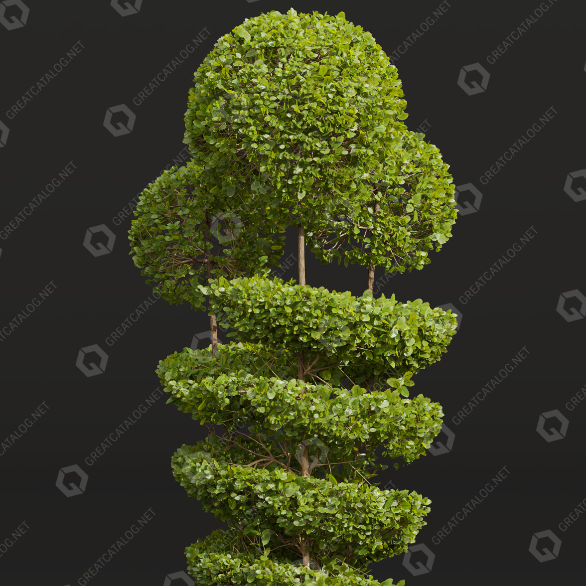 Trees New Plant Ficus Concinna Bonsai Pruned Pot 3D model ...