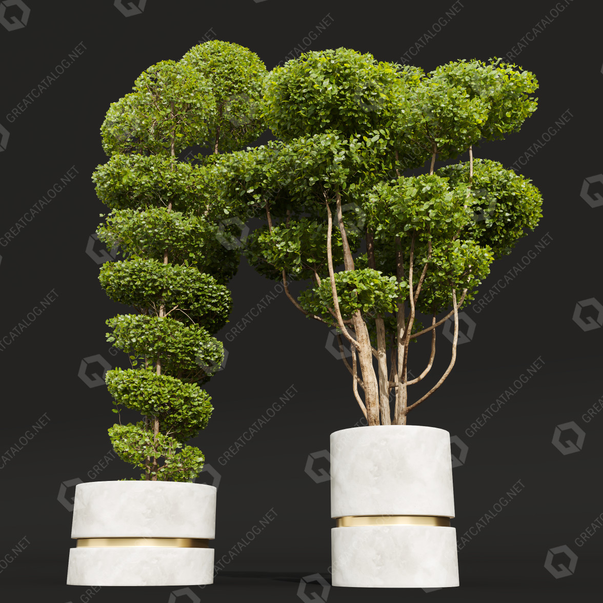 Trees New Plant Ficus Concinna Bonsai Pruned Pot 3D model ...