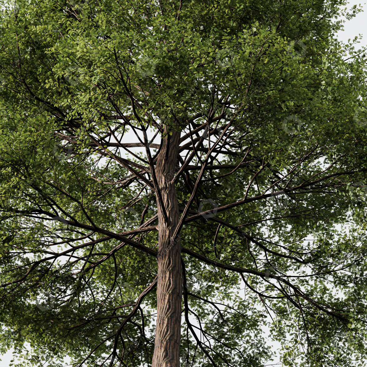 Tree HQ Plants Oak 3D model・Download 3D models・Great Catalog ...