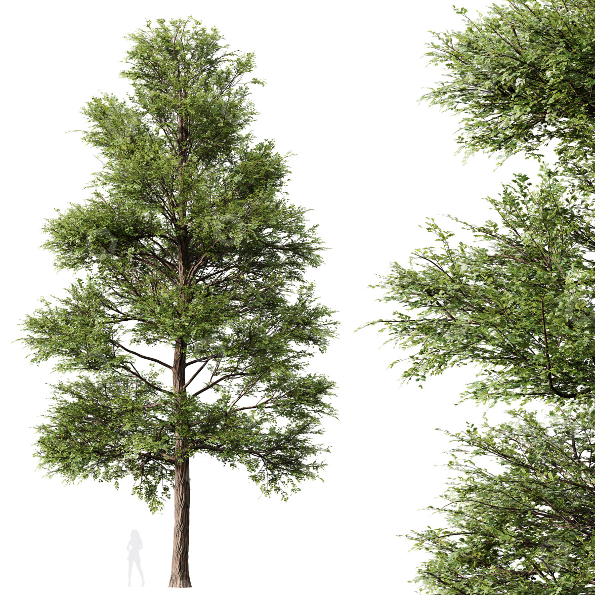Tree HQ Plants Oak 3D model・Download 3D models・Great Catalog ...
