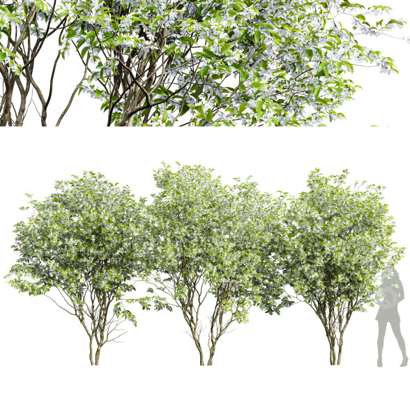 Trees Amelanchier Lamarckii 3 3D model - GreatCatalog 30173