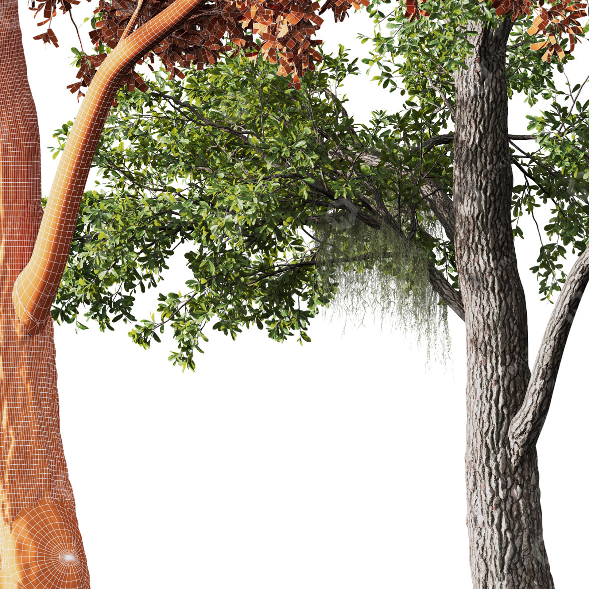 Trees Angel Oak and Sydney 3D model - GreatCatalog 30545