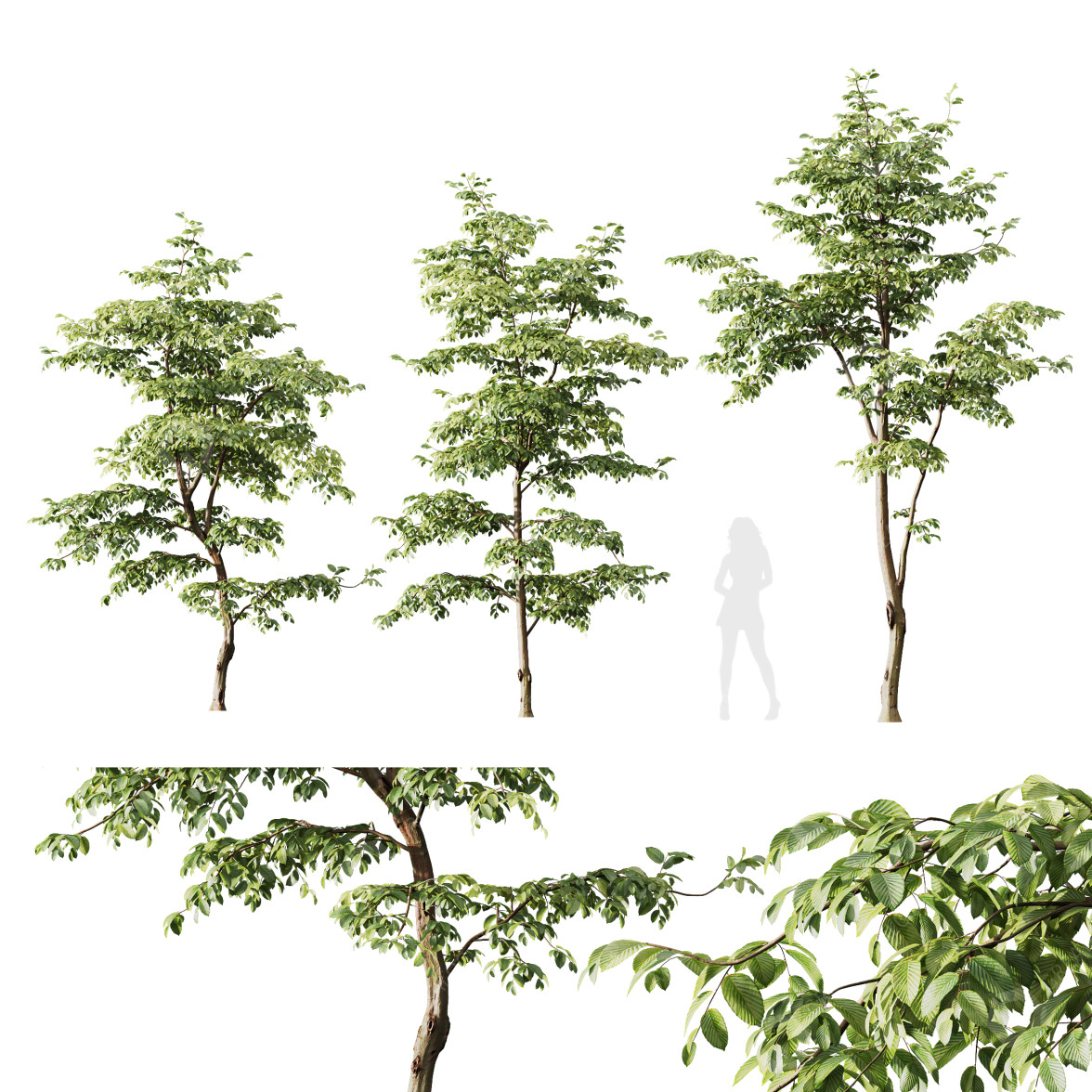 Trees Carpinus Betulus 3D model - GreatCatalog 30922