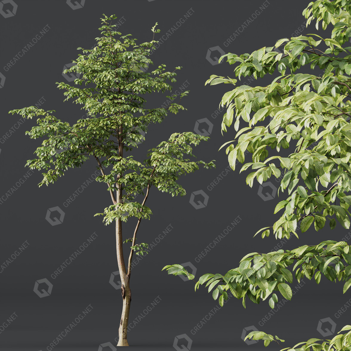 Trees Carpinus Betulus 3D model - GreatCatalog 30922