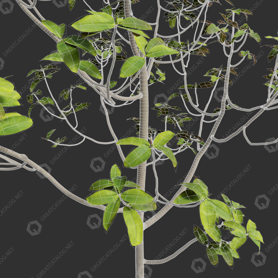 Tree Ficus 3D model・Download 3D models・Great Catalog - GreatCatalog 32623