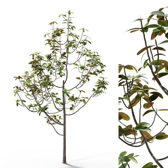 Tree Ficus 3D model・Download 3D models・Great Catalog - GreatCatalog 32623