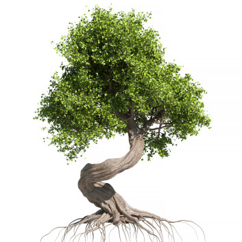 Plants・3D models for Interior Design and Architecture