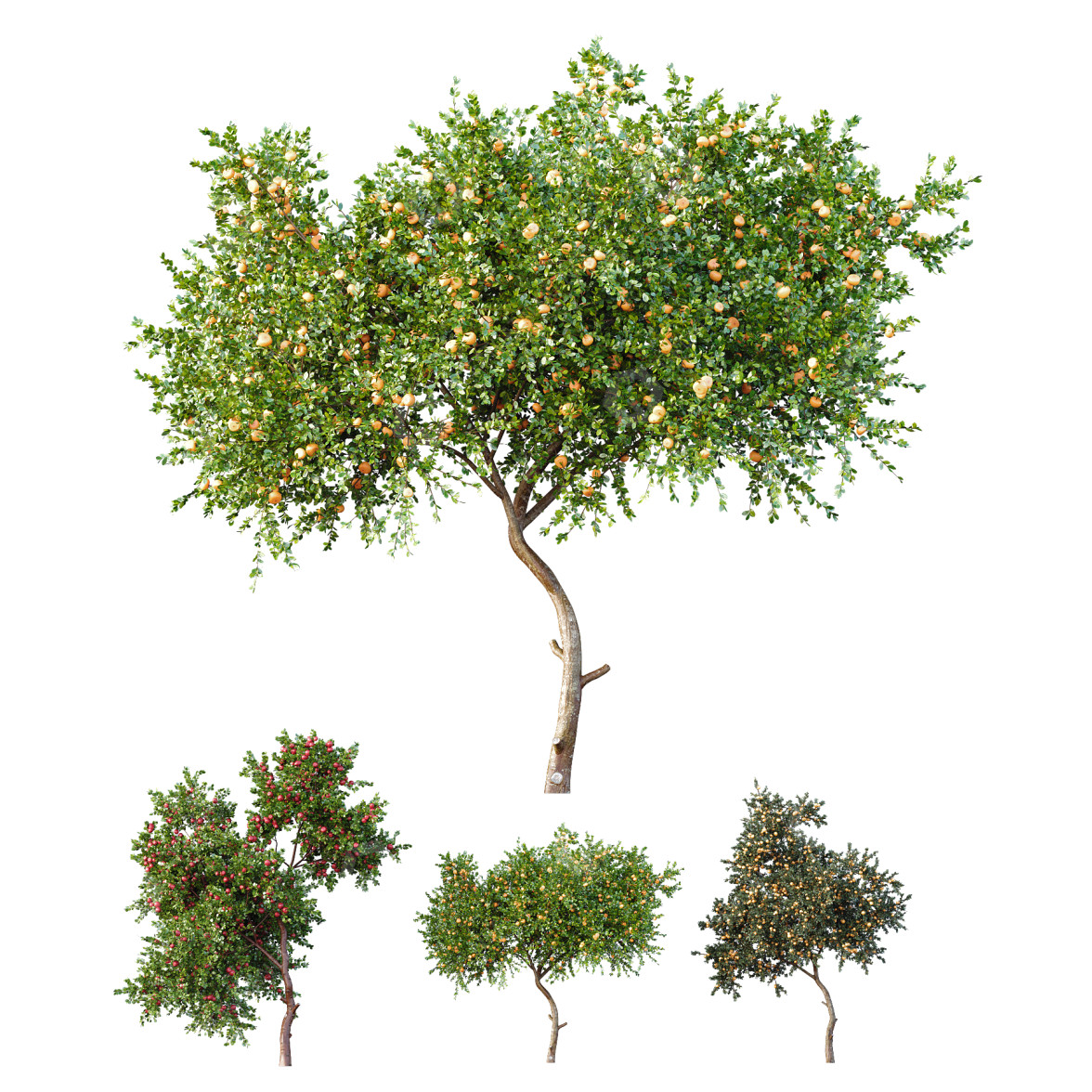Trees HQ Apple Orange and Tangerine 01 3D model - GreatCatalog 34766