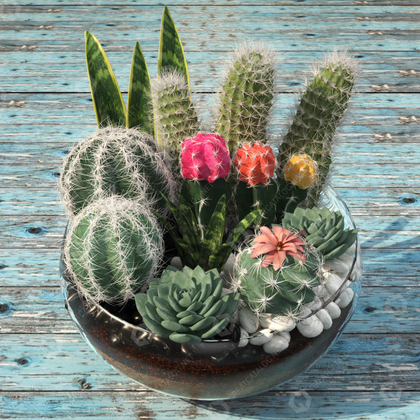 Cacti Collection 3D model・Download 3D models・Great Catalog - GreatCatalog 35907