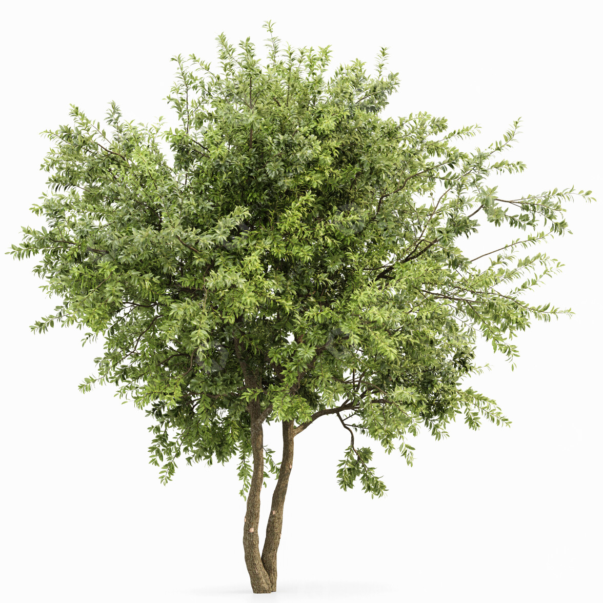 Trees European Spring 3 3D model - GreatCatalog 36848