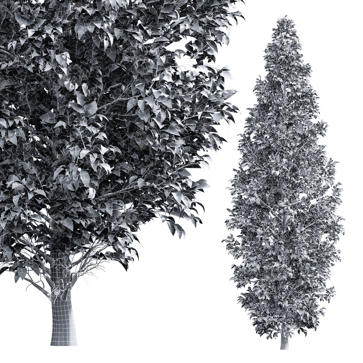 Trees Carpinus Betulus 01 3D model - GreatCatalog 37126