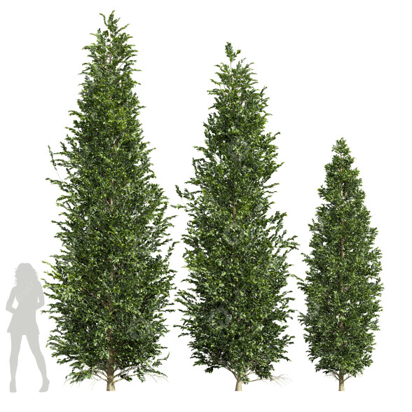 Trees Carpinus Betulus 01 3D model - GreatCatalog 37126