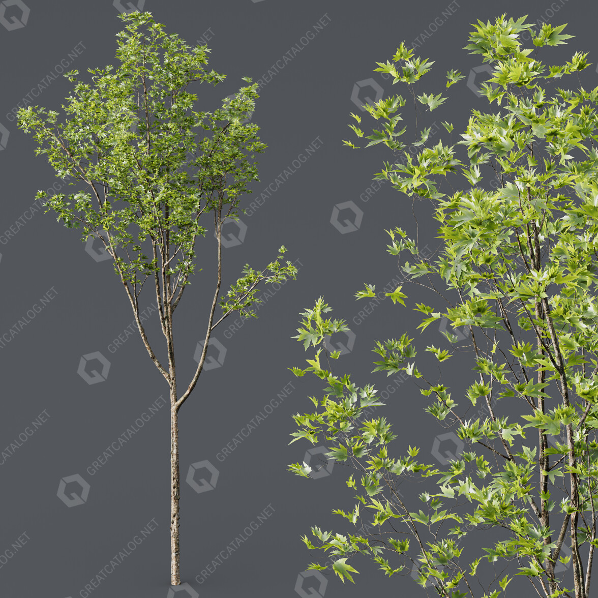 Trees Spring 03 3D model・Download 3D models・Great Catalog ...