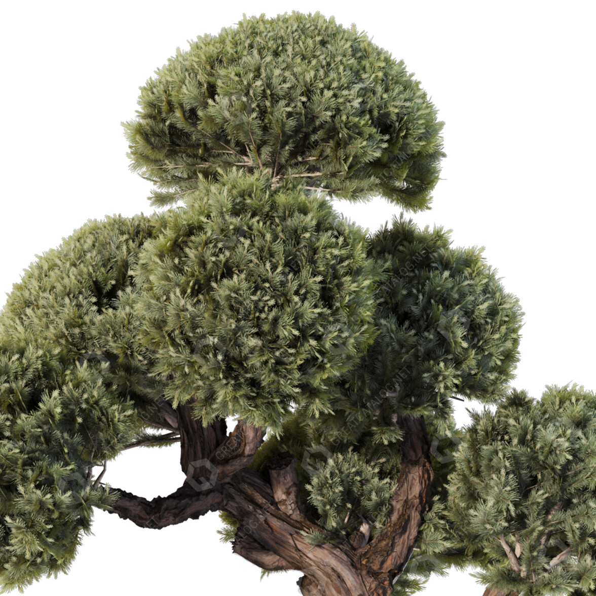 Tree Pine 3D model・Download 3D models・Great Catalog