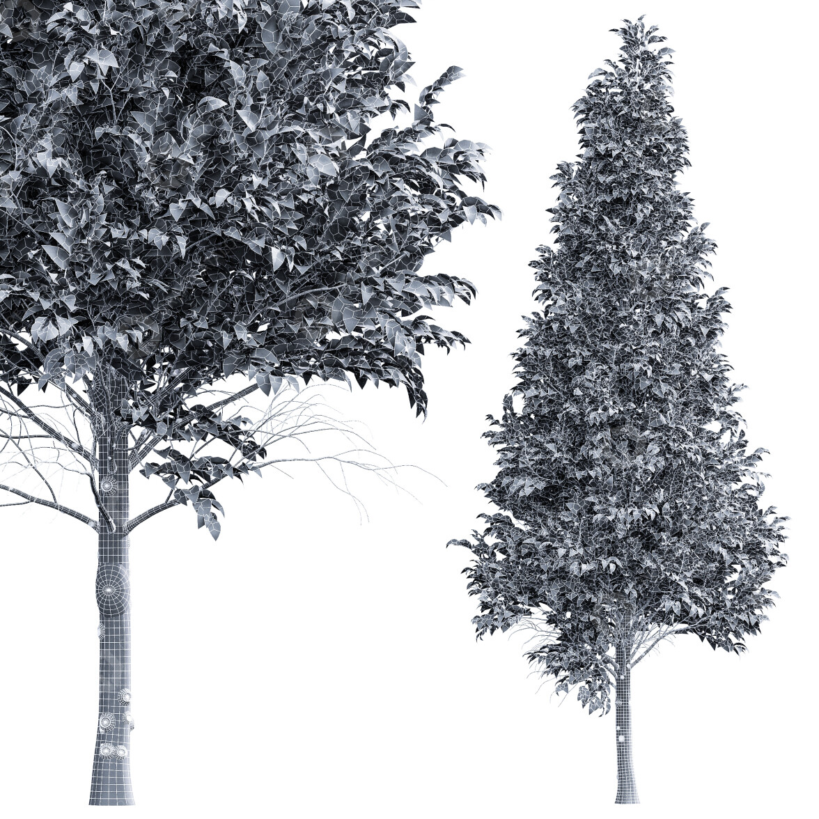 Trees Carpinus Betulus 02 3D model - GreatCatalog 37364