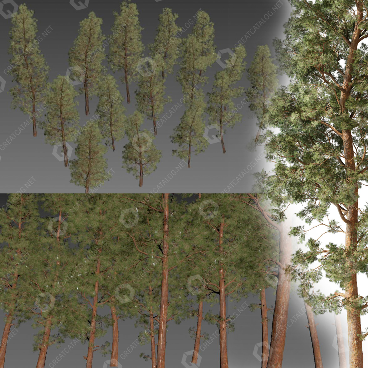 Trees Pine Pack Vol 01 3D model - GreatCatalog 37392