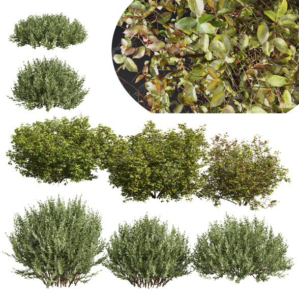 Bushes 8 Different Autumn Plants 3D model - GreatCatalog 37413