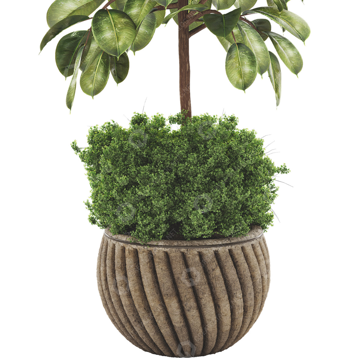 Potted Plant Collection Set 81 3D model - GreatCatalog 37810