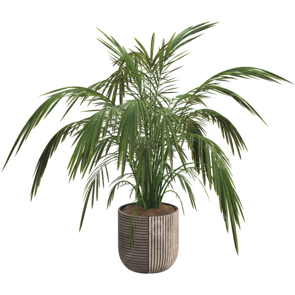 Potted Plant Collection Set 108 3D model - GreatCatalog 37896