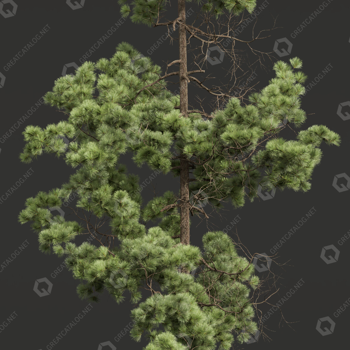 Trees Pinus Palustris and Sphaeropteris Lepifera 3D model ...