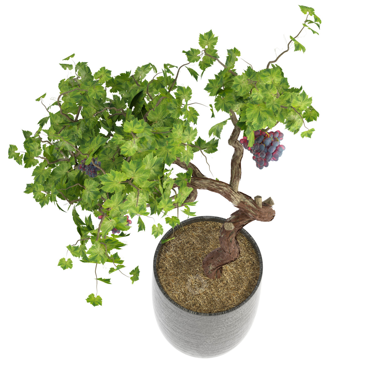 Potted Plant Grapevine 3D model - GreatCatalog 39076