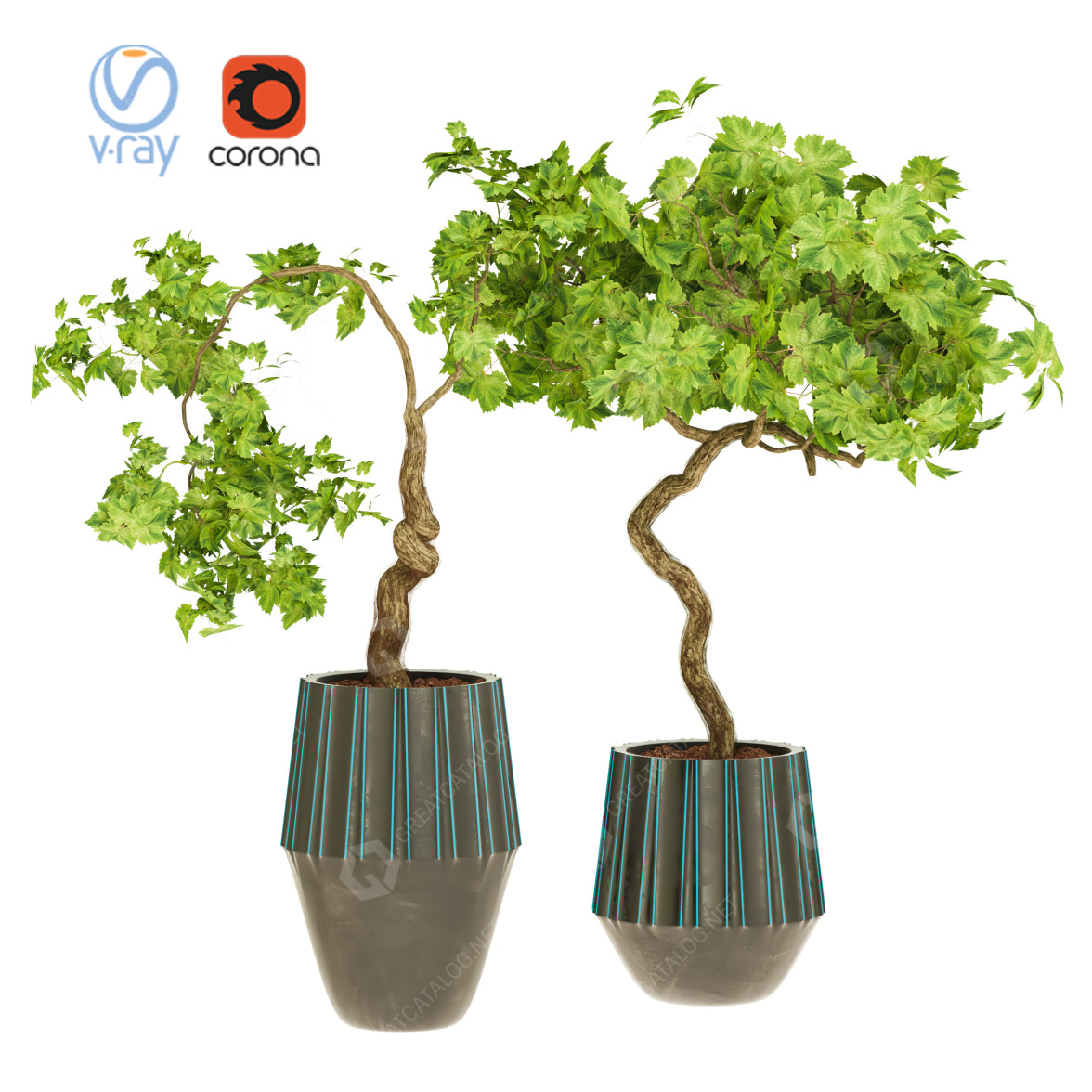 Potted Plants Grapevine Vol 02 3D model - GreatCatalog 39077
