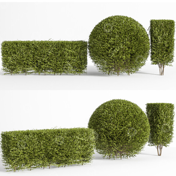 Bushes Shamshad Rectangular, Rectangular Standing and Spherical 3D ...