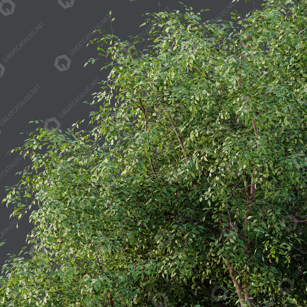 Tree HQ Plants American Elm 3D model - GreatCatalog 39248
