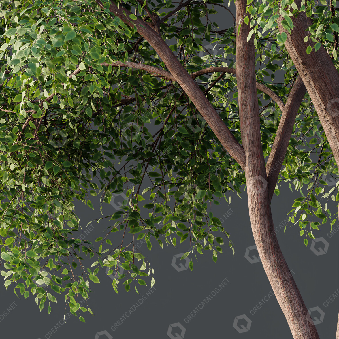 Tree HQ Plants American Elm 3D model - GreatCatalog 39248